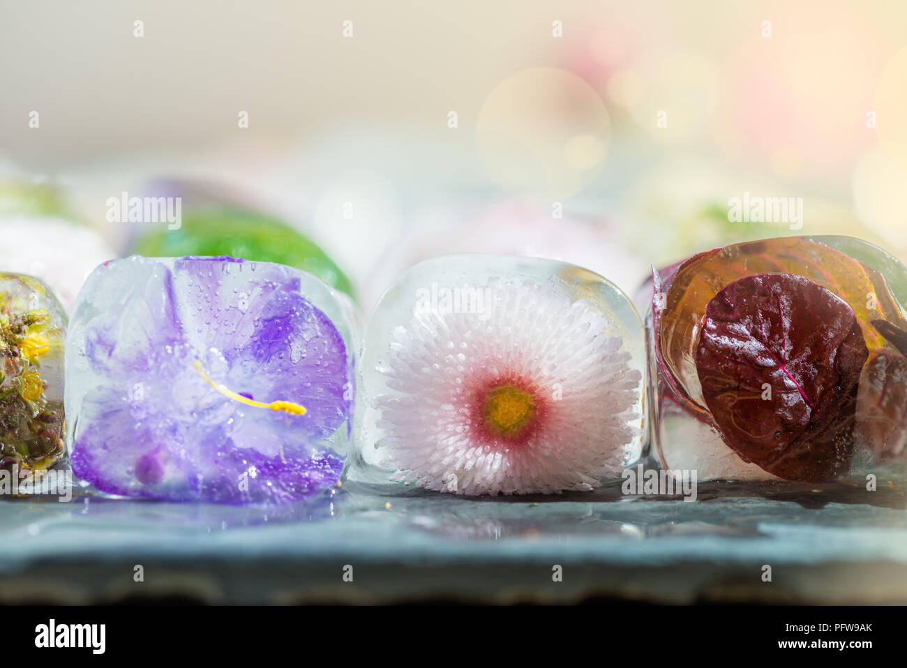 Lavender flowers ice cubes hi-res stock photography and images - Alamy