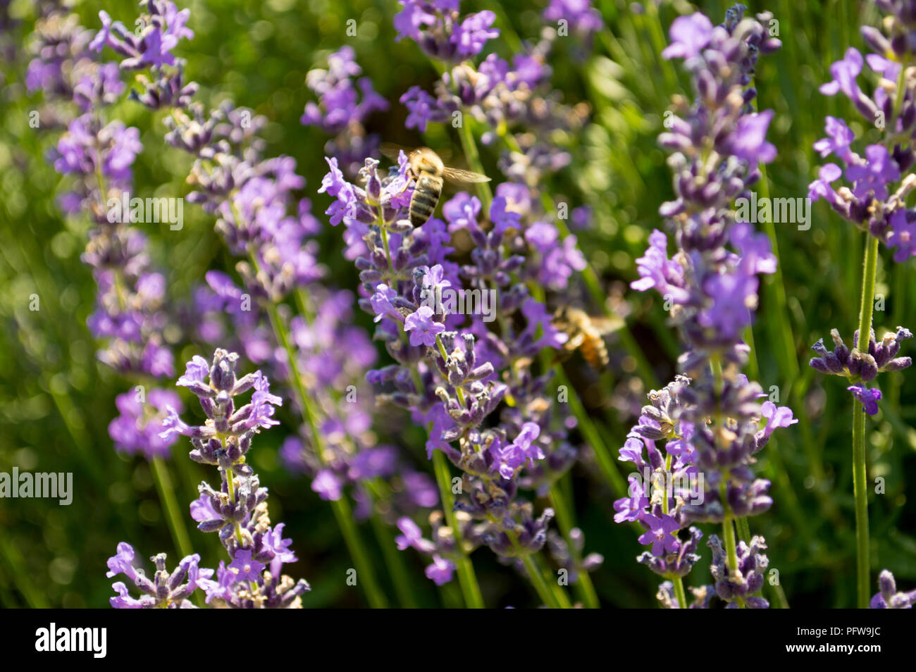 Levendula hi-res stock photography and images - Alamy