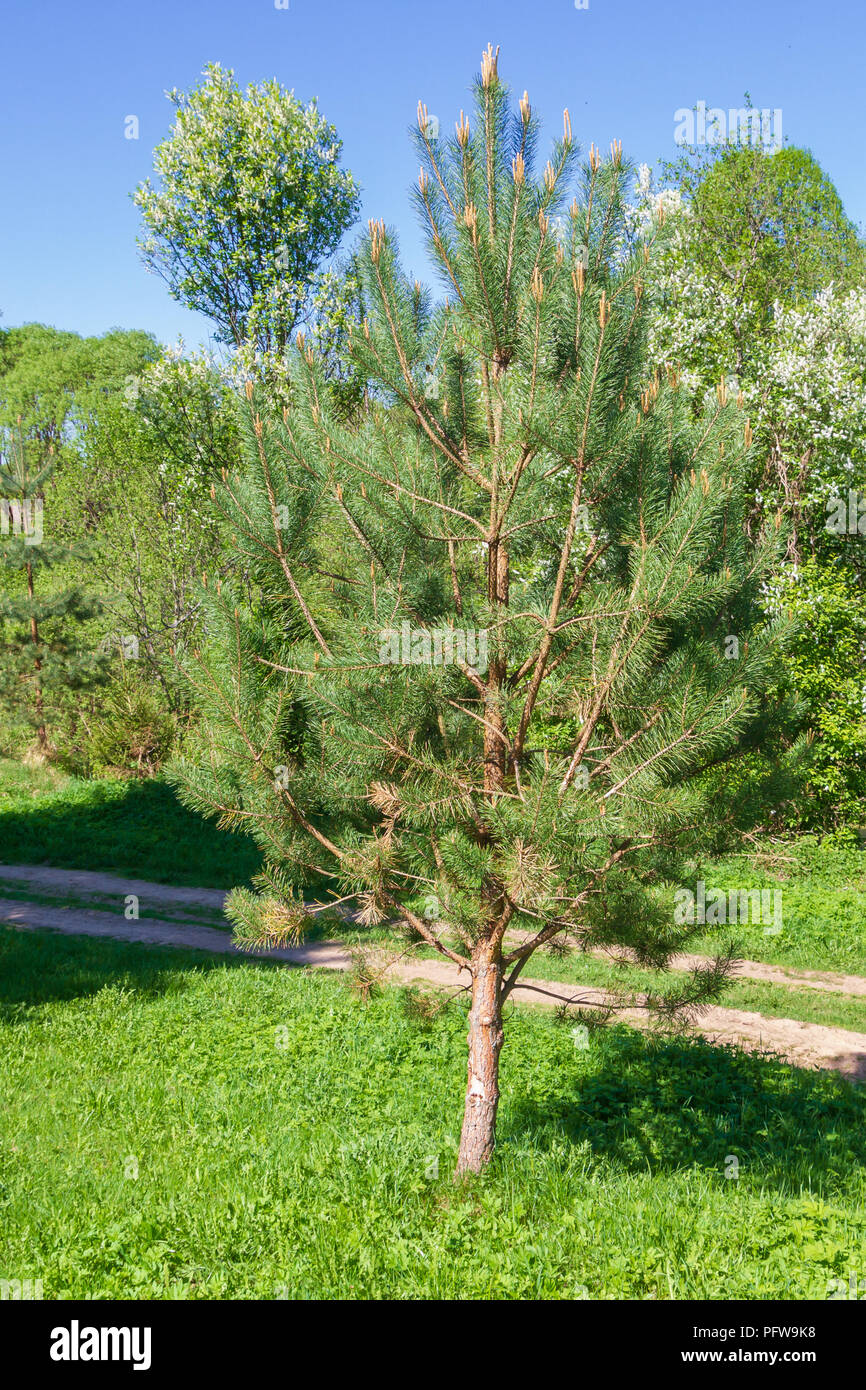 Young pine grows in spring in the village in clear weather Stock Photo ...
