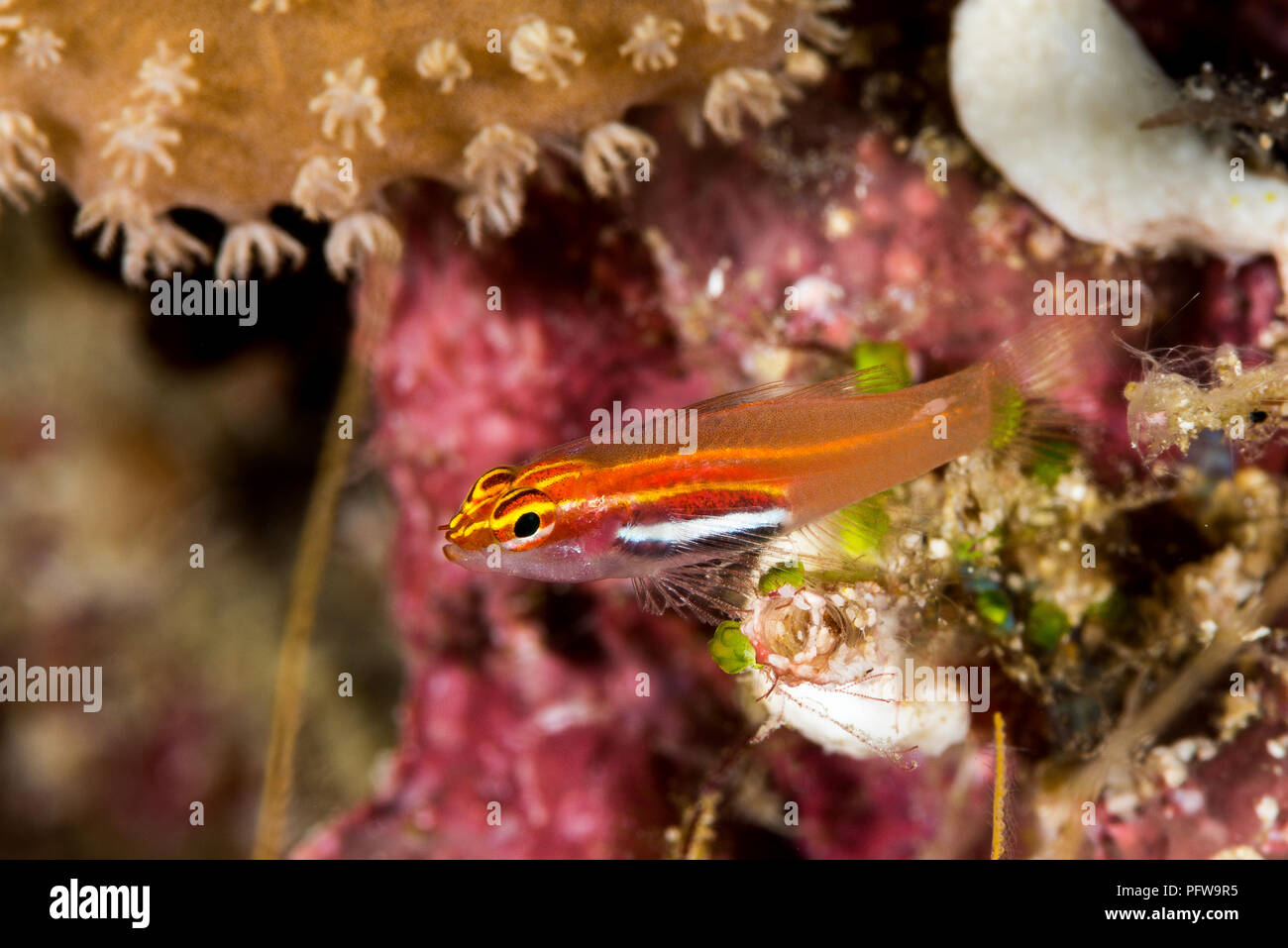 Neon gobies hi-res stock photography and images - Alamy