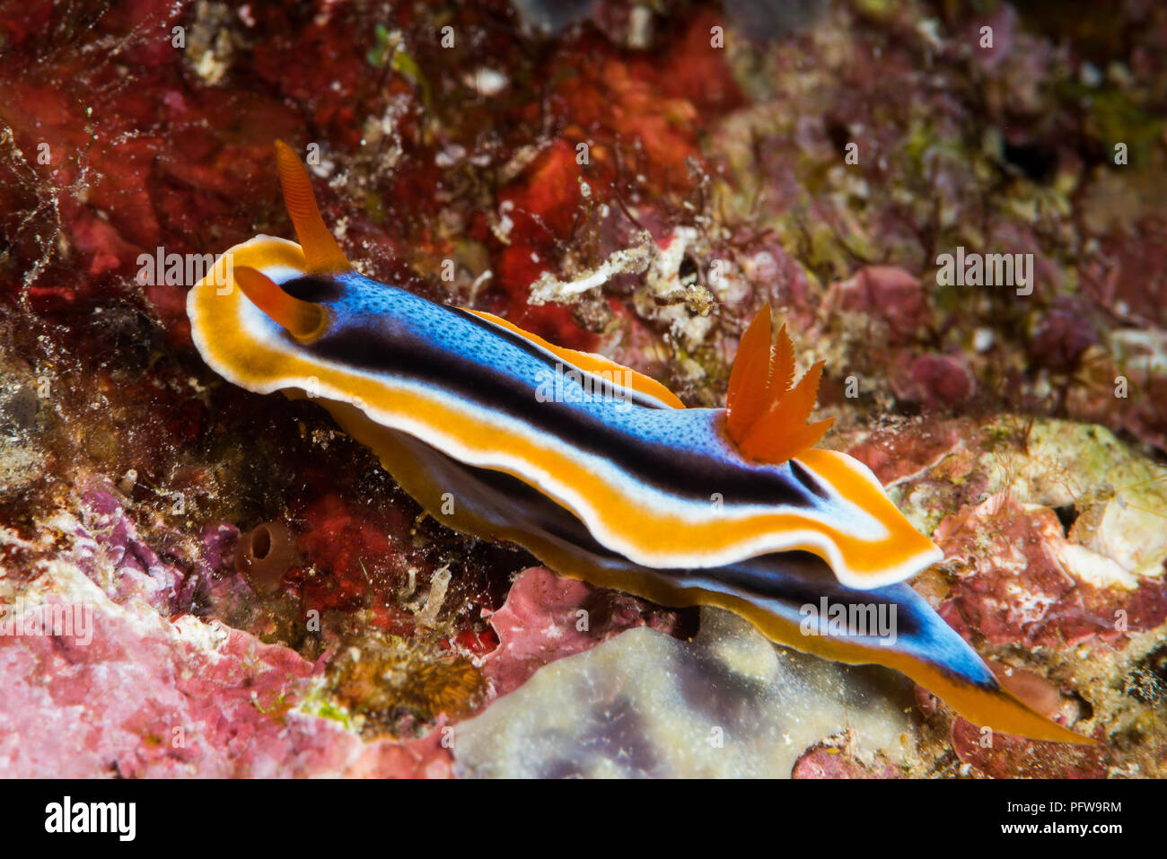 Blue And Yellow Sea Slug Stock Photos & Blue And Yellow Sea Slug Stock ...