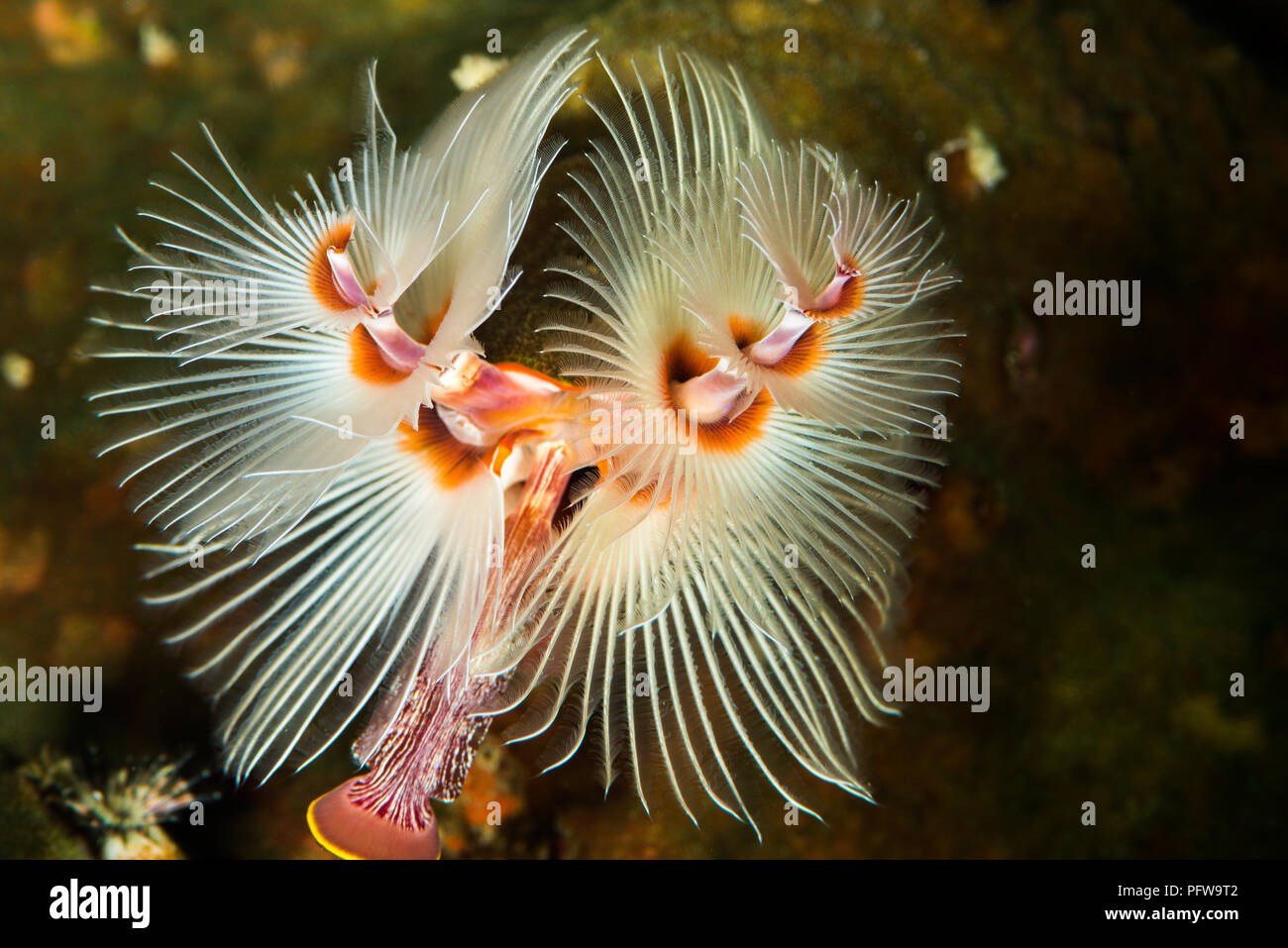 Serpulidae hi-res stock photography and images - Alamy