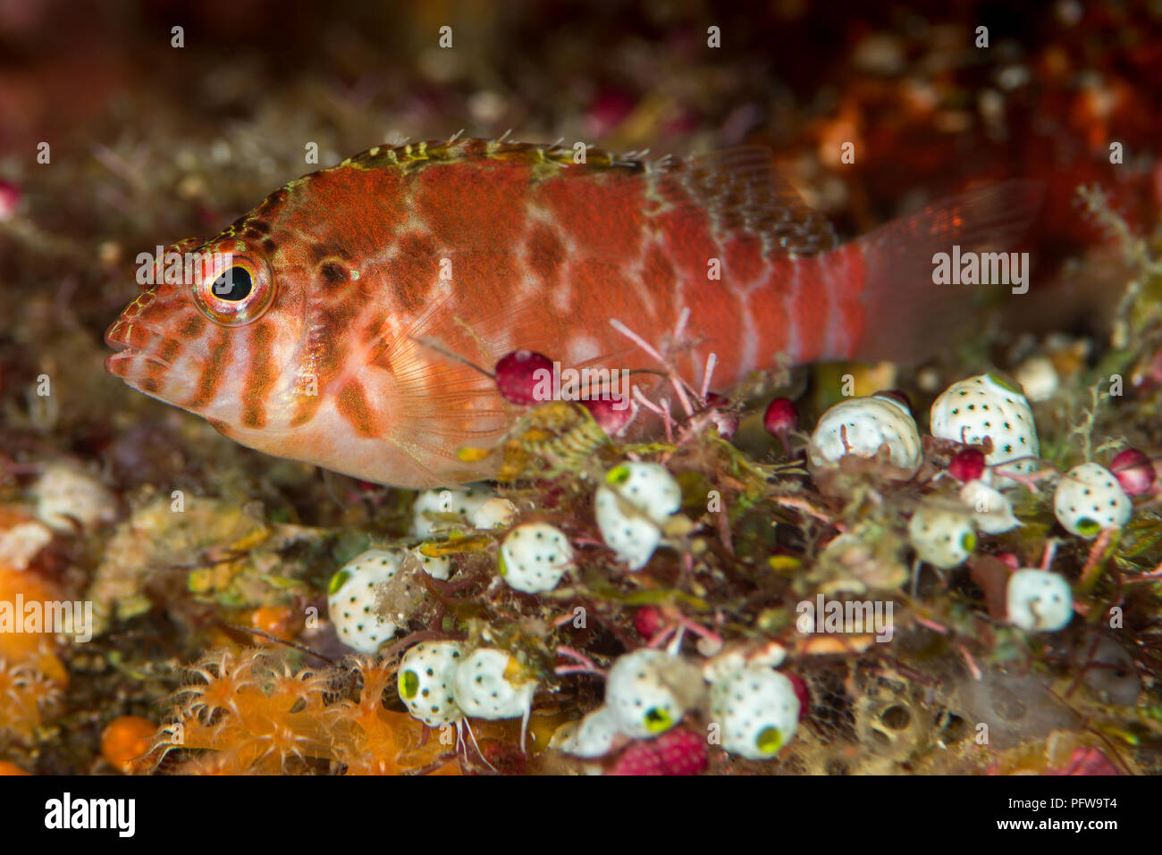 Dwarf Hawkfish High Resolution Stock Photography and Images - Alamy