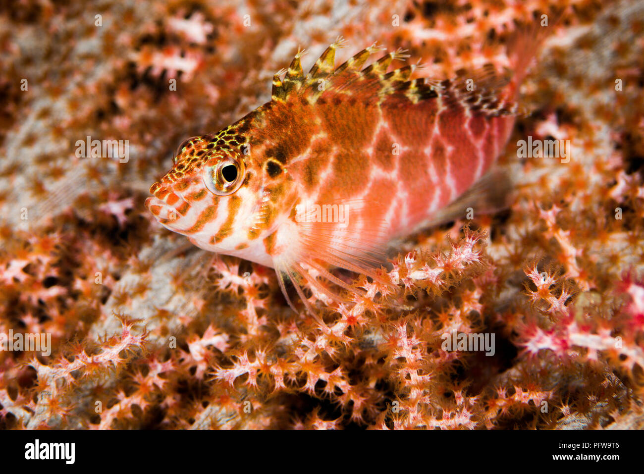 Dwarf Hawkfish High Resolution Stock Photography and Images - Alamy