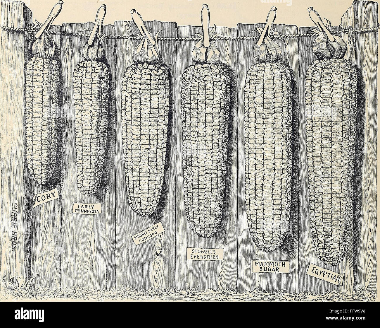 Early variety corn hi-res stock photography and images - Alamy