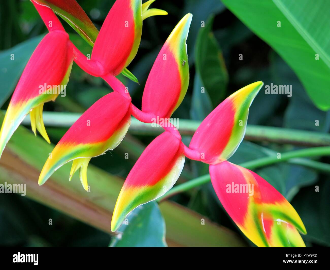 Claw flowers hi-res stock photography and images - Alamy