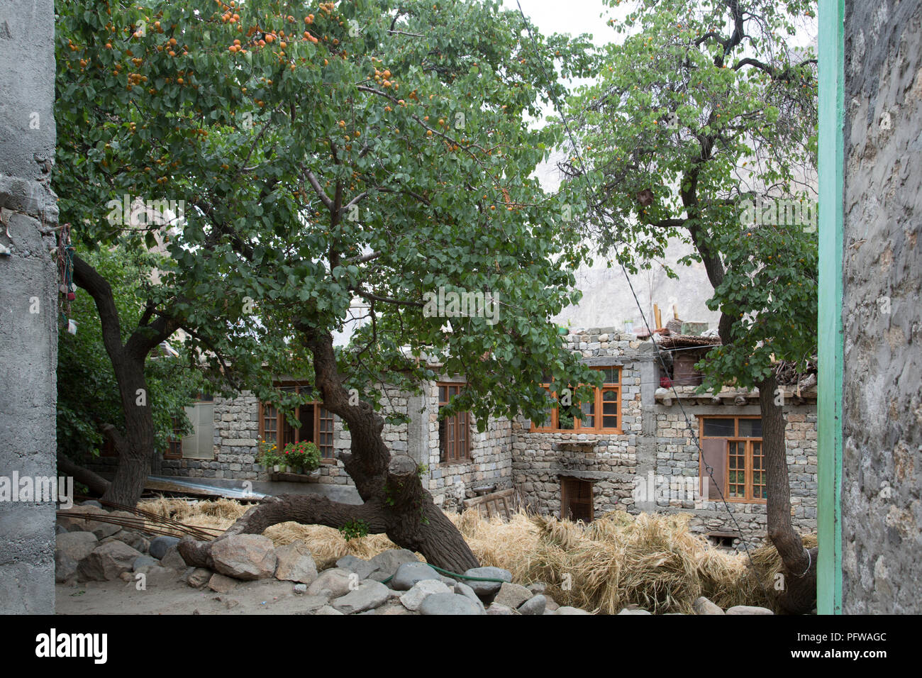 Kashmir tree hi-res stock photography and images - Alamy