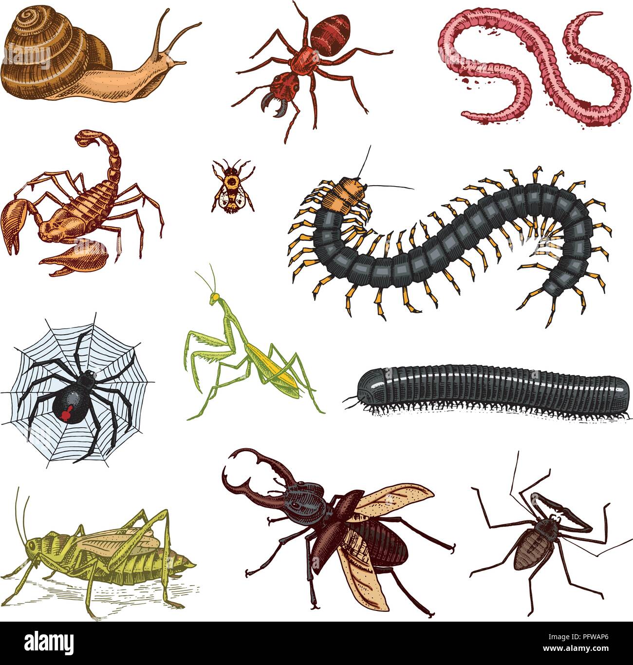 Big set of insects. Vintage Pets in house. Bugs Beetles Scorpion Snail ...