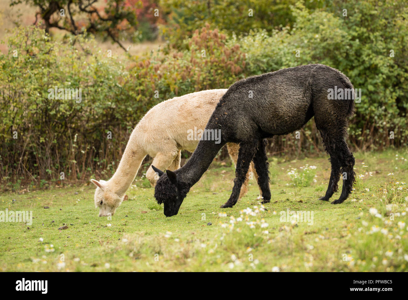 Grazing alpacas hi-res stock photography and images - Alamy