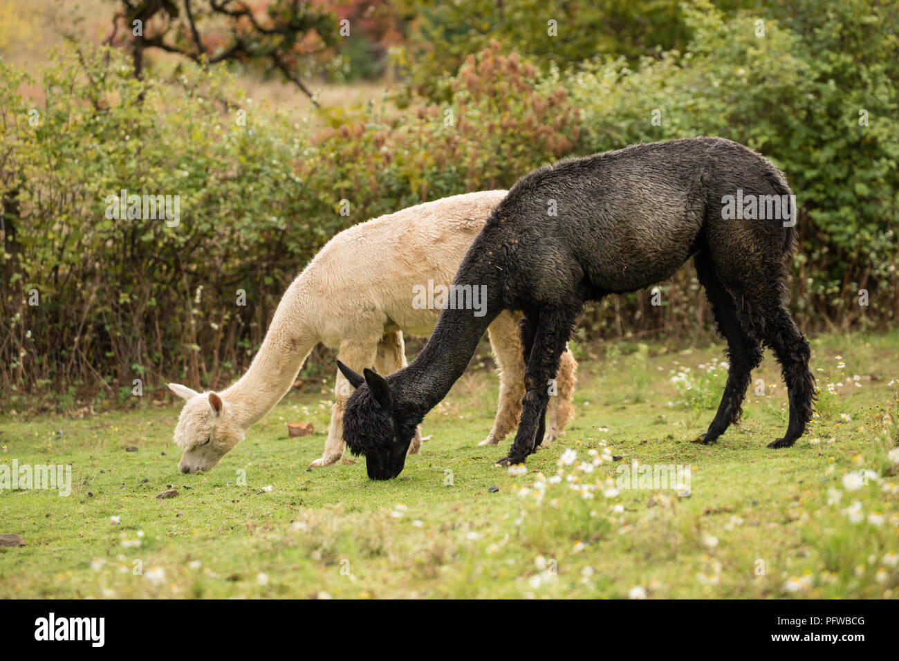 Grazing alpacas hi-res stock photography and images - Alamy