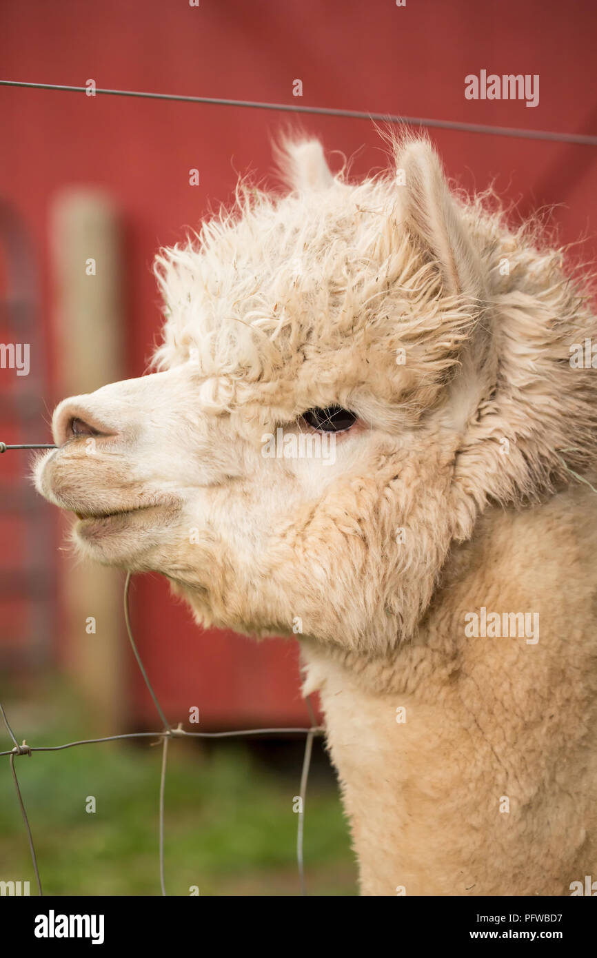 Hood river red barn hi-res stock photography and images - Alamy