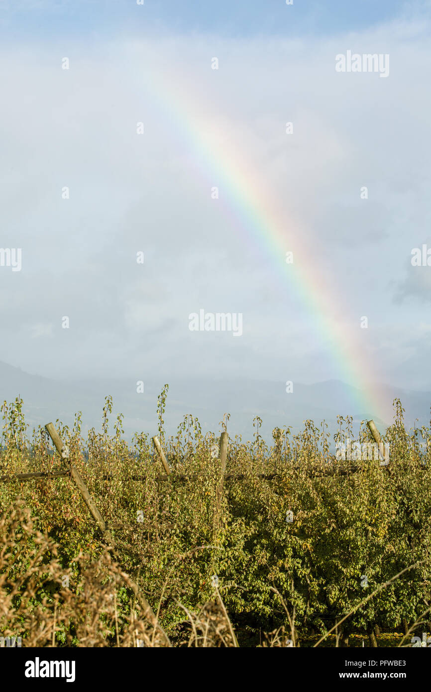 Trellis system hi-res stock photography and images - Alamy