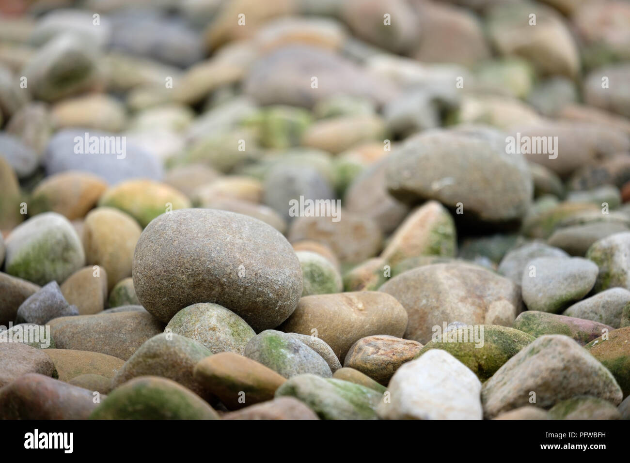 Circle rocks with green spores, The pavement is for relaxing Stock ...