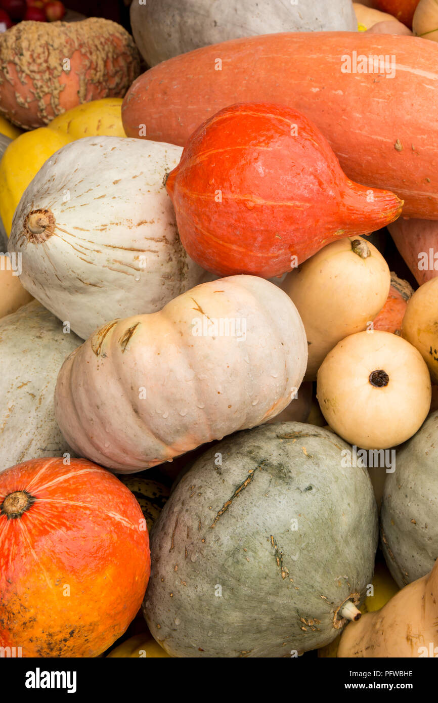 Hubbard squash hi-res stock photography and images - Alamy