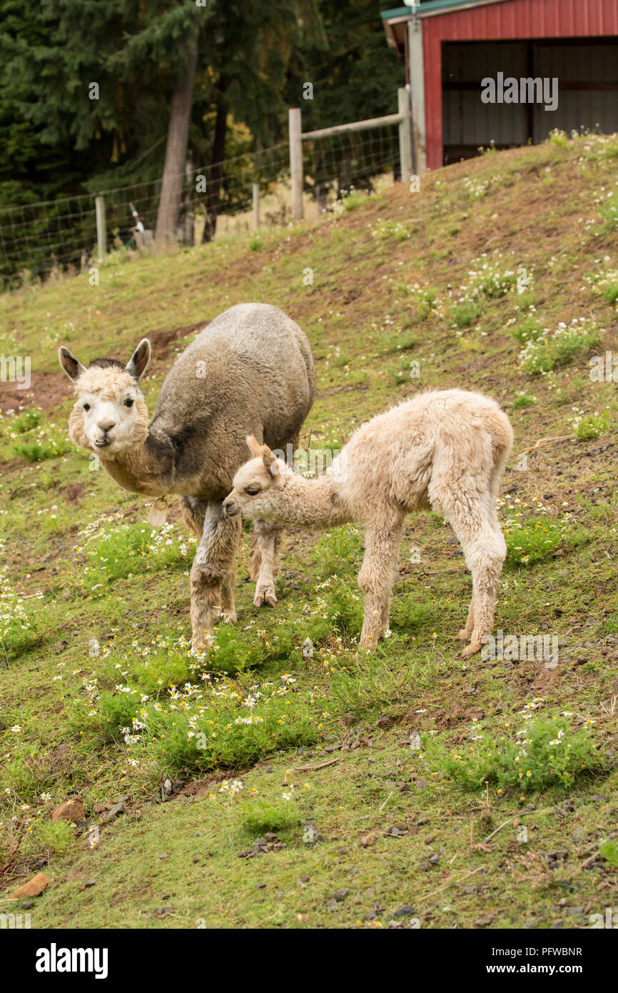 Hood River, Oregon, USA. Mother and baby (cria) alpaca grazing in ...