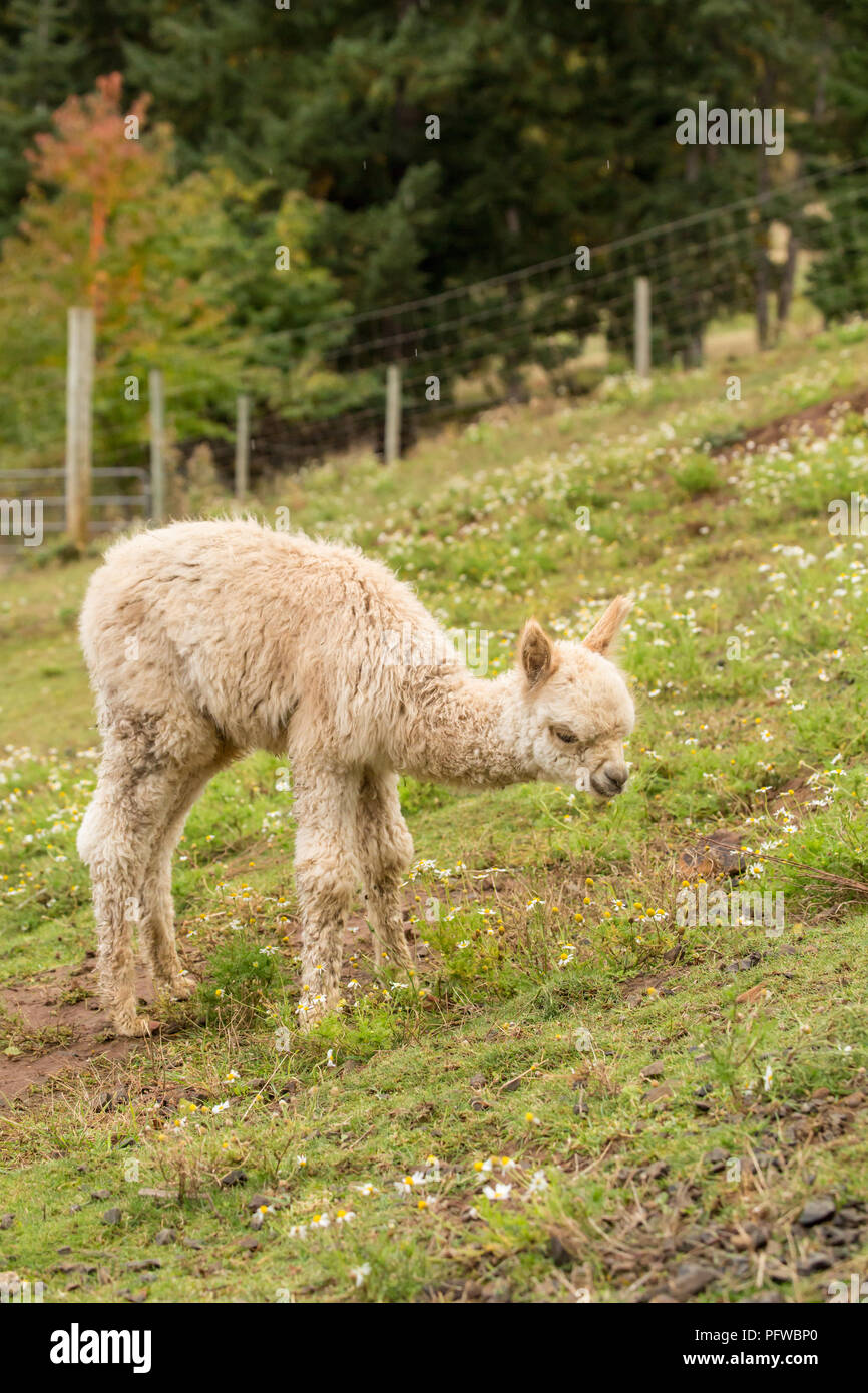 Cria hi-res stock photography and images - Alamy