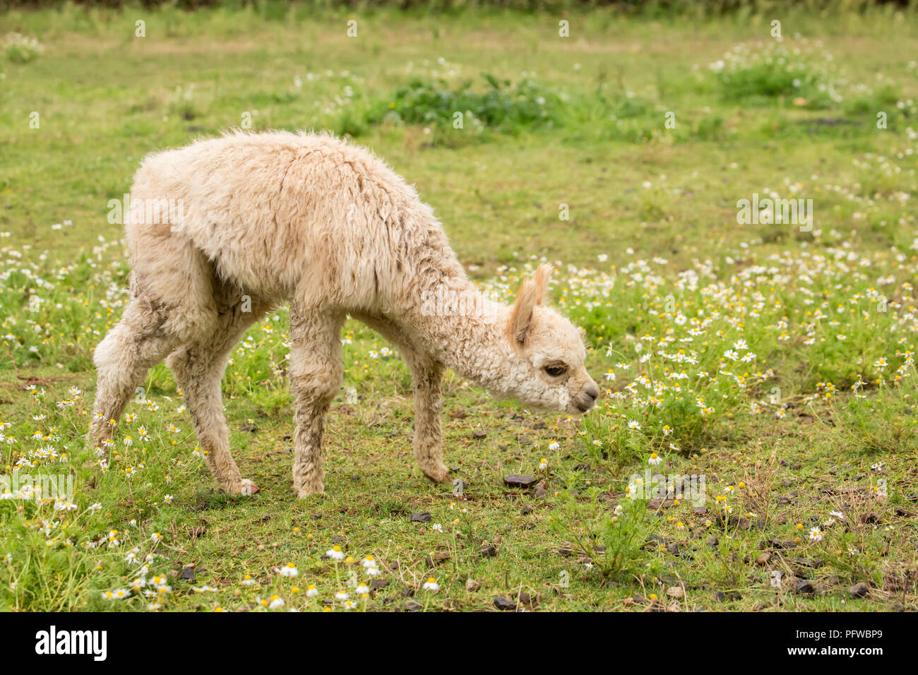 Alpaca cria hi-res stock photography and images - Alamy