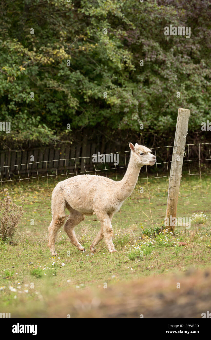 Hood River, Oregon, USA. Adult alpaca walking in the pasture during a ...