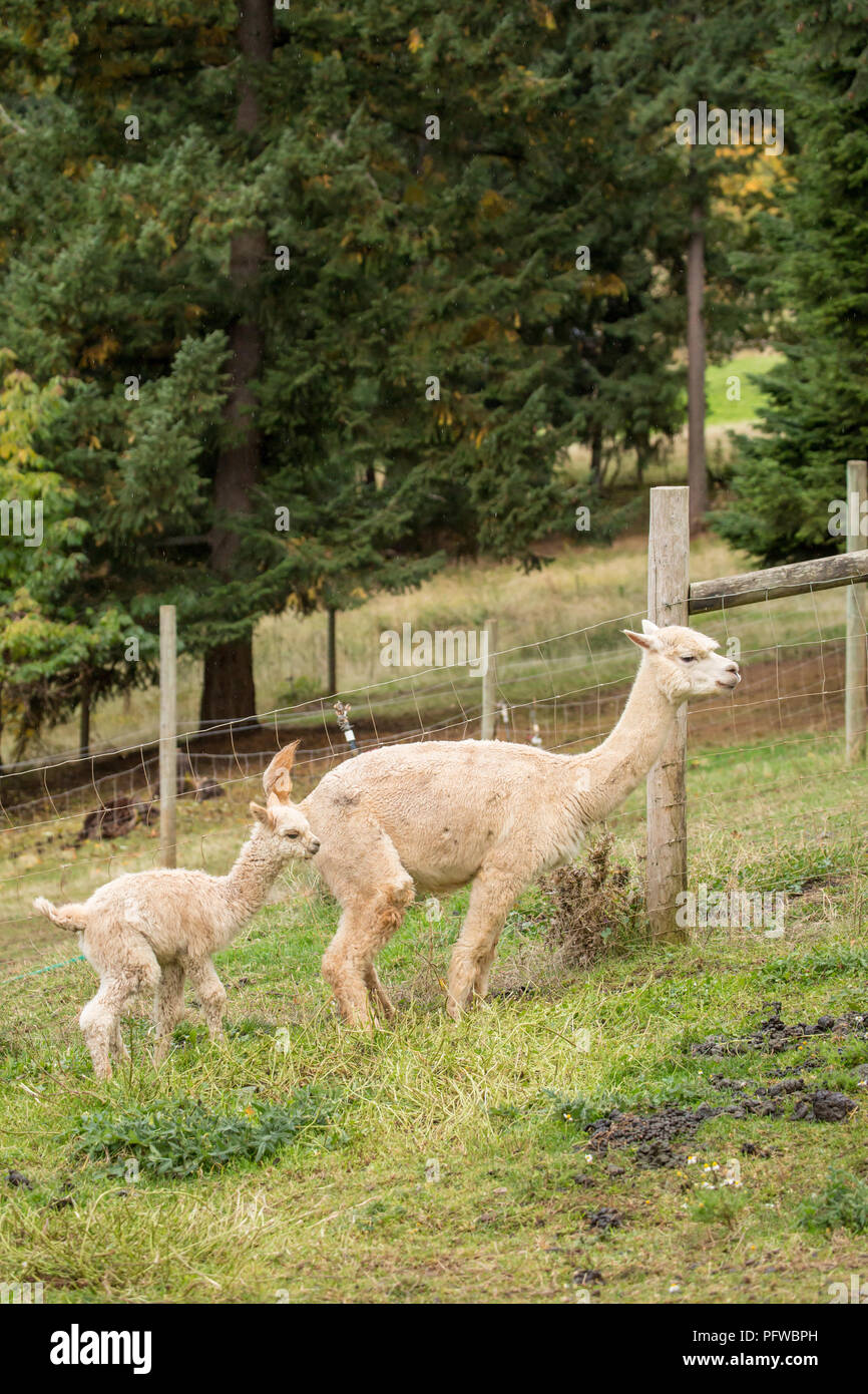 Hood River, Oregon, USA. Mother and baby (cria) alpaca grazing in ...