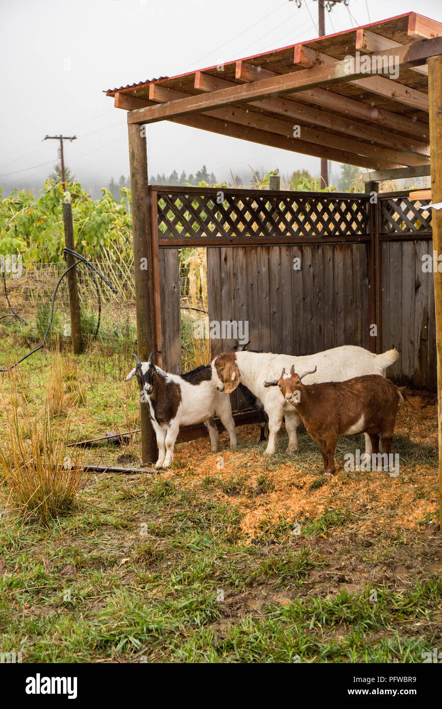 Three goats together hi-res stock photography and images - Alamy