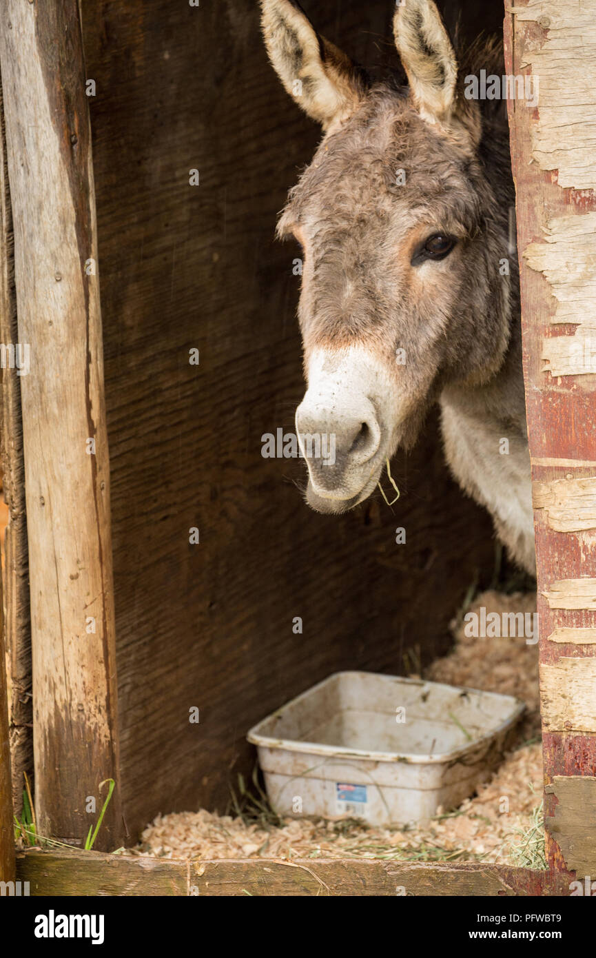 Hood River, Oregon, USA. Donkey peeking around the corner as it takes ...