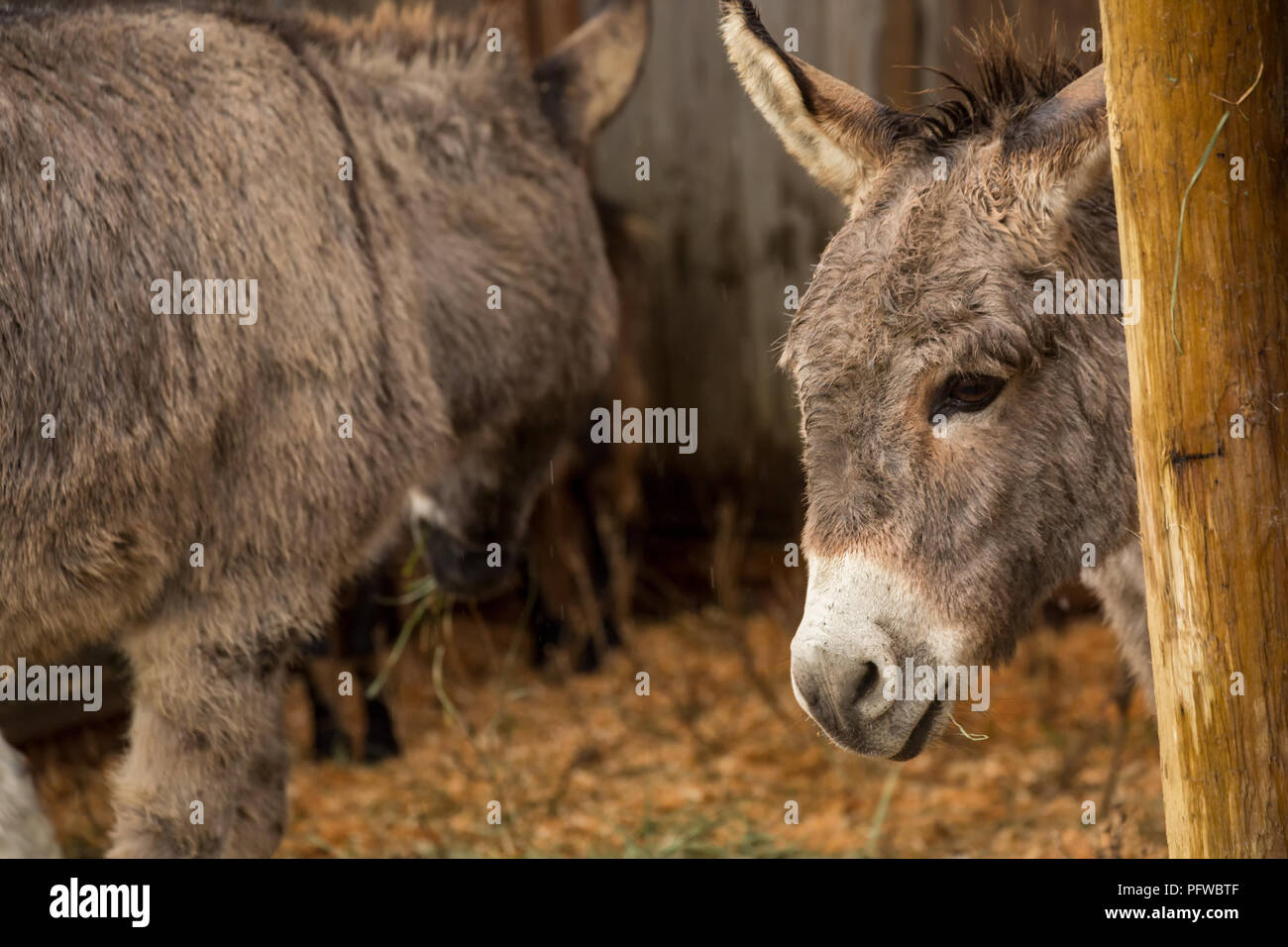 Hood River, Oregon, USA. Donkey peeking around the corner as it takes ...