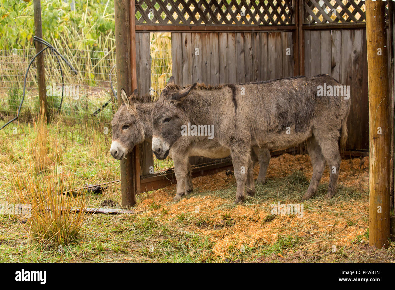 Hood River, Oregon, USA. Two donkeys taking shelter during a rain Stock ...