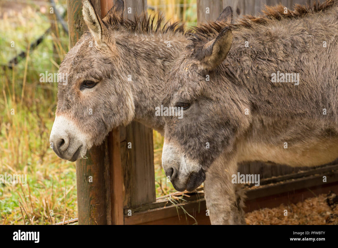 Hood River, Oregon, USA. Two donkeys taking shelter during a rain Stock ...