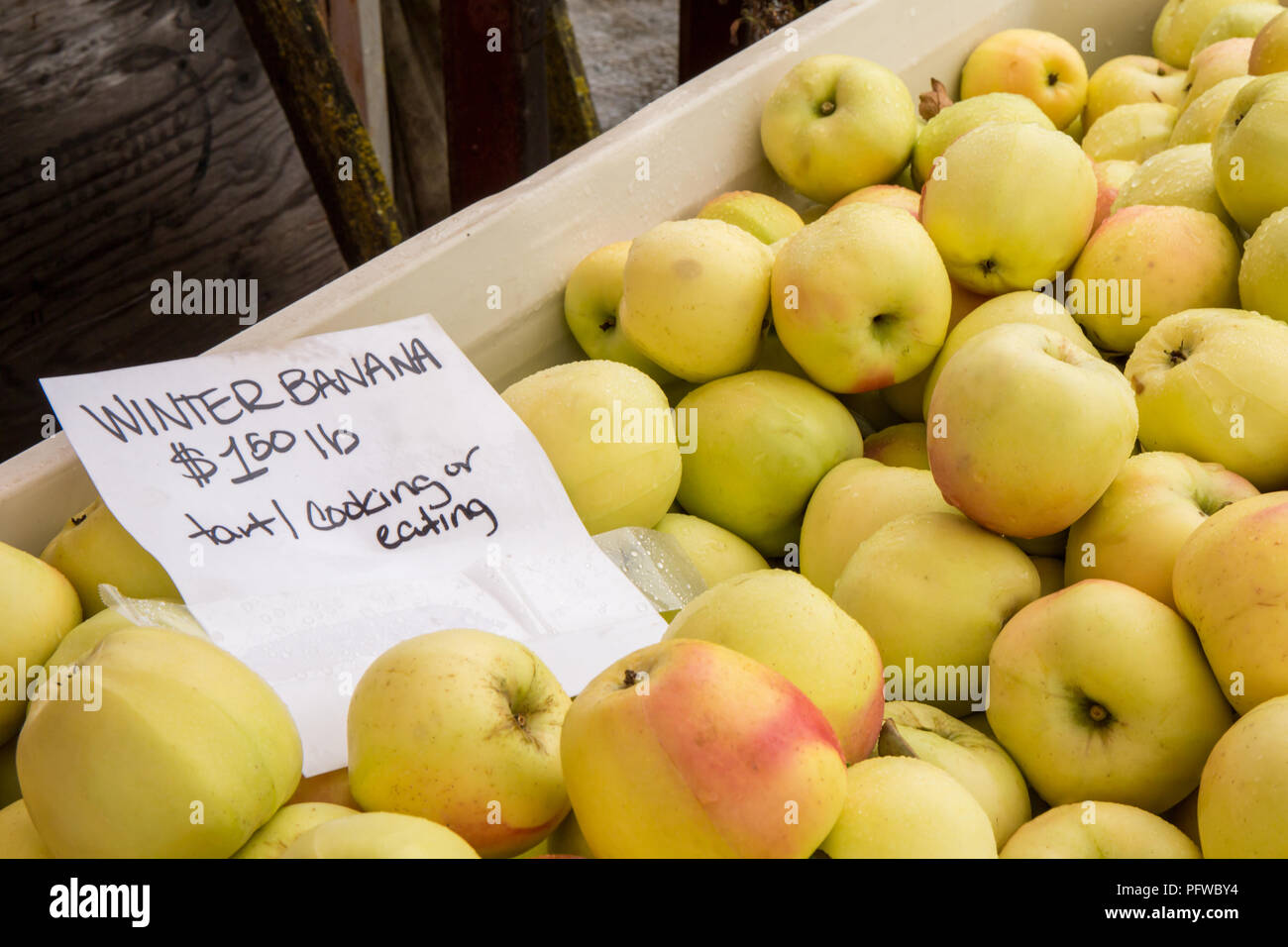 Hood River, Oregon, USA. Winter Banana apples for sale at a fruit stand ...