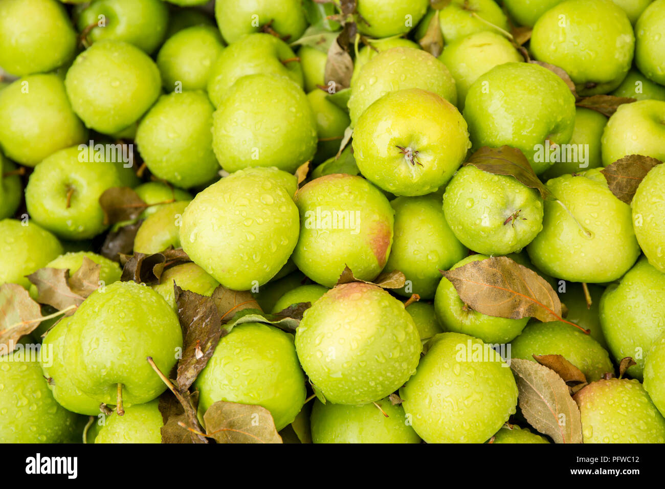 Hood River, Oregon, USA. Granny Smith apples for sale at a fruit stand ...