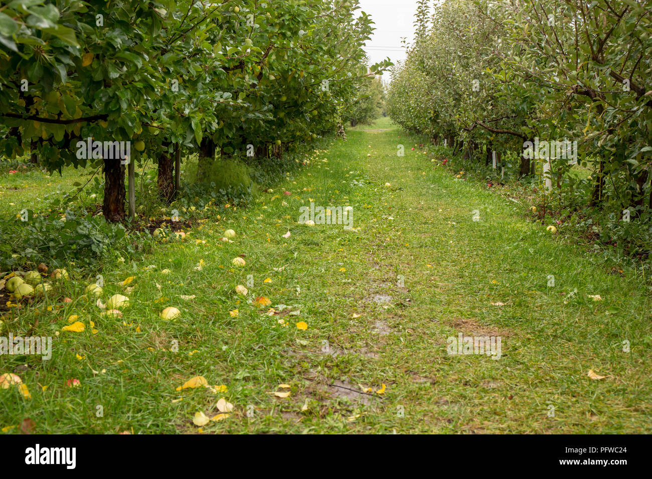 Hood River, Oregon, USA. Orchard of Winter Banana apple trees in the ...