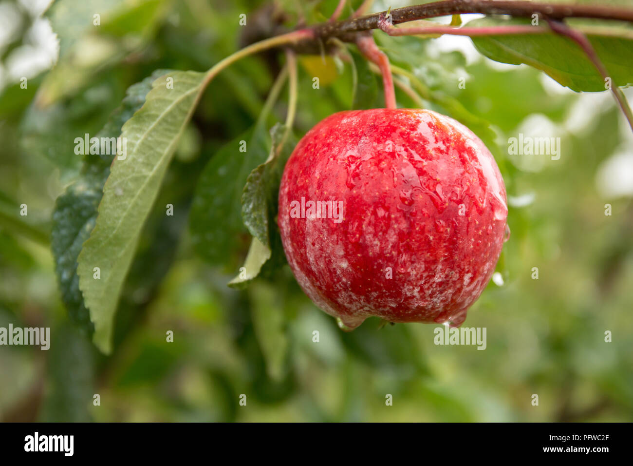 Agriculture apple tree hi-res stock photography and images - Alamy