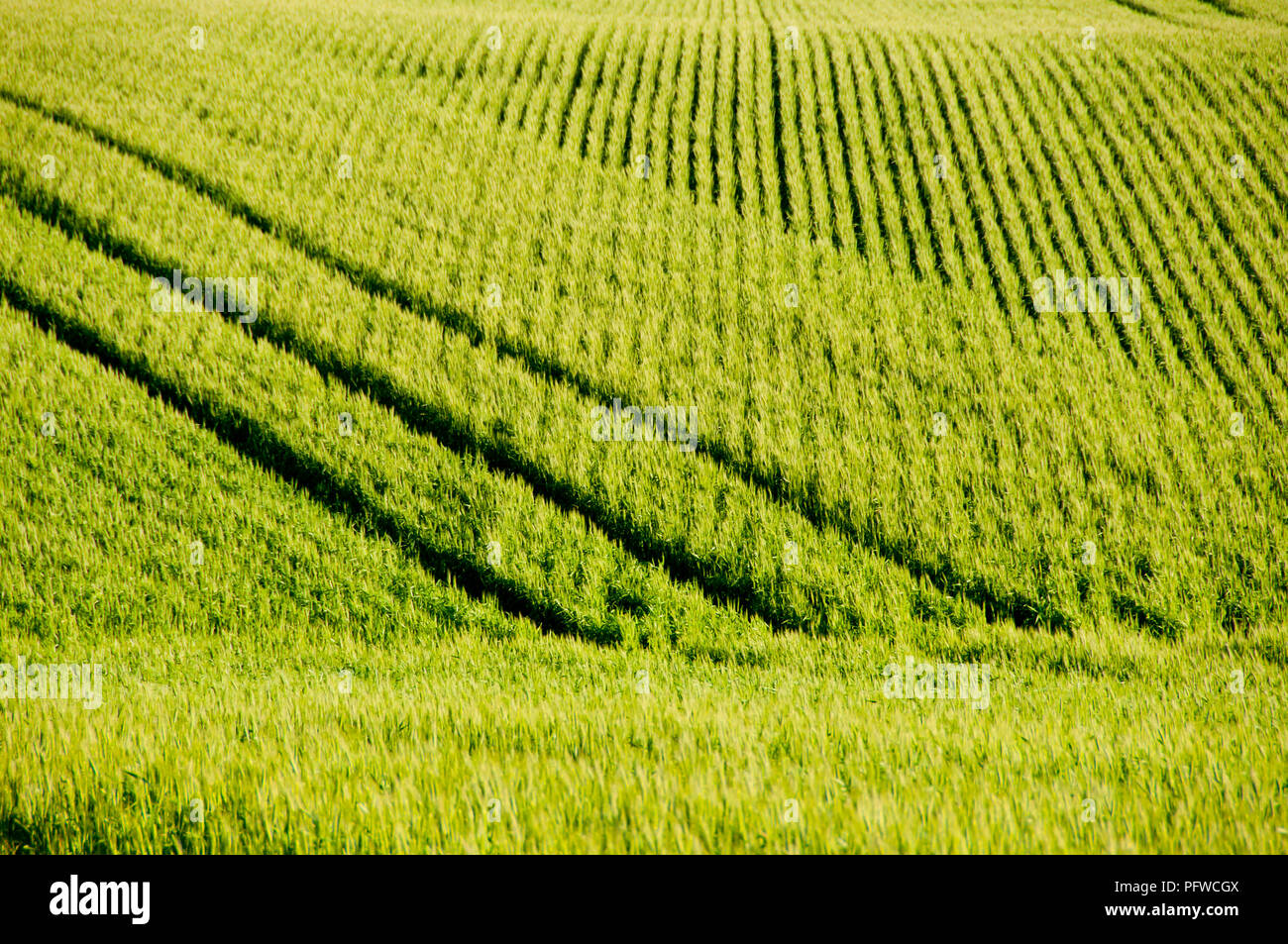 Wheat Field in Spring - Mid West - Western Australia Stock Photo - Alamy
