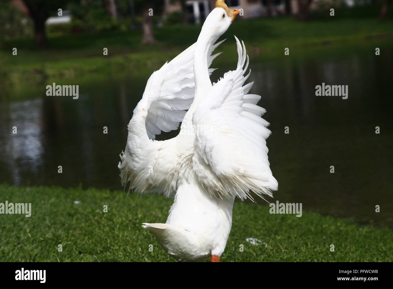 Flaping wings hi-res stock photography and images - Alamy
