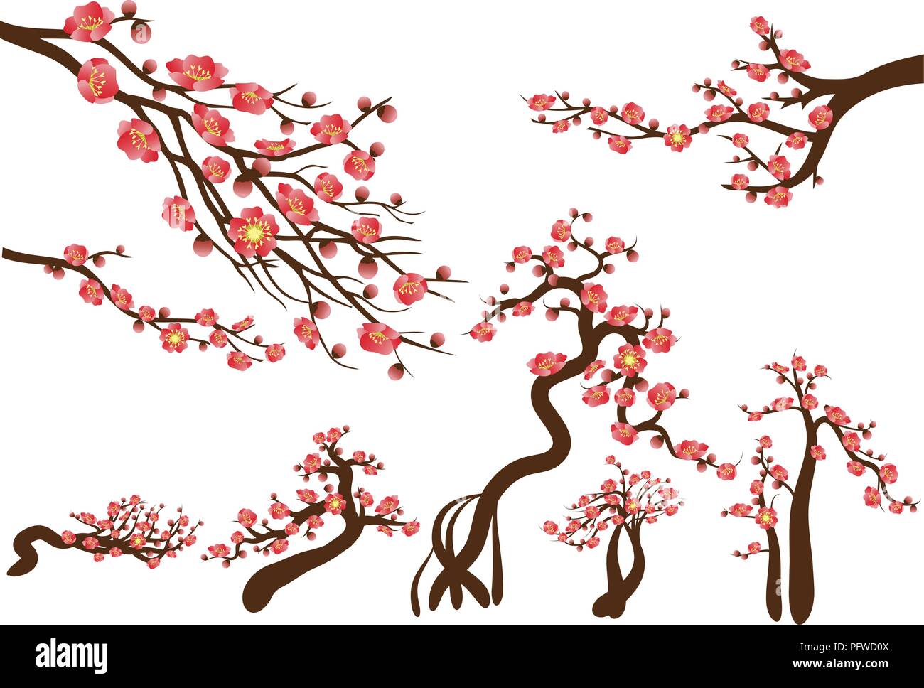 Sakura flowers background. cherry blossom isolated white background ...