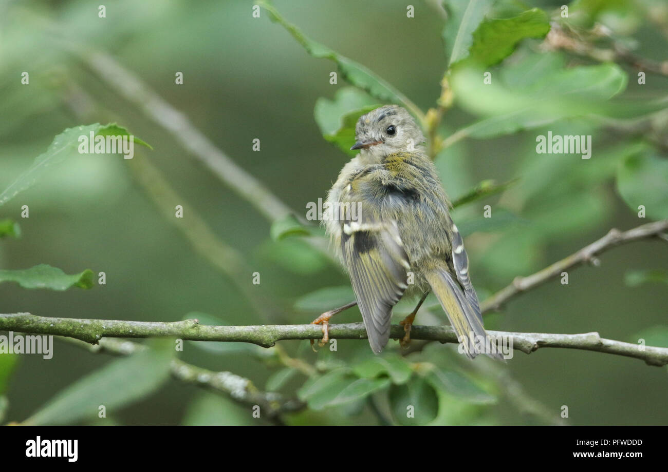 Juvenile goldcrest uk hi-res stock photography and images - Alamy