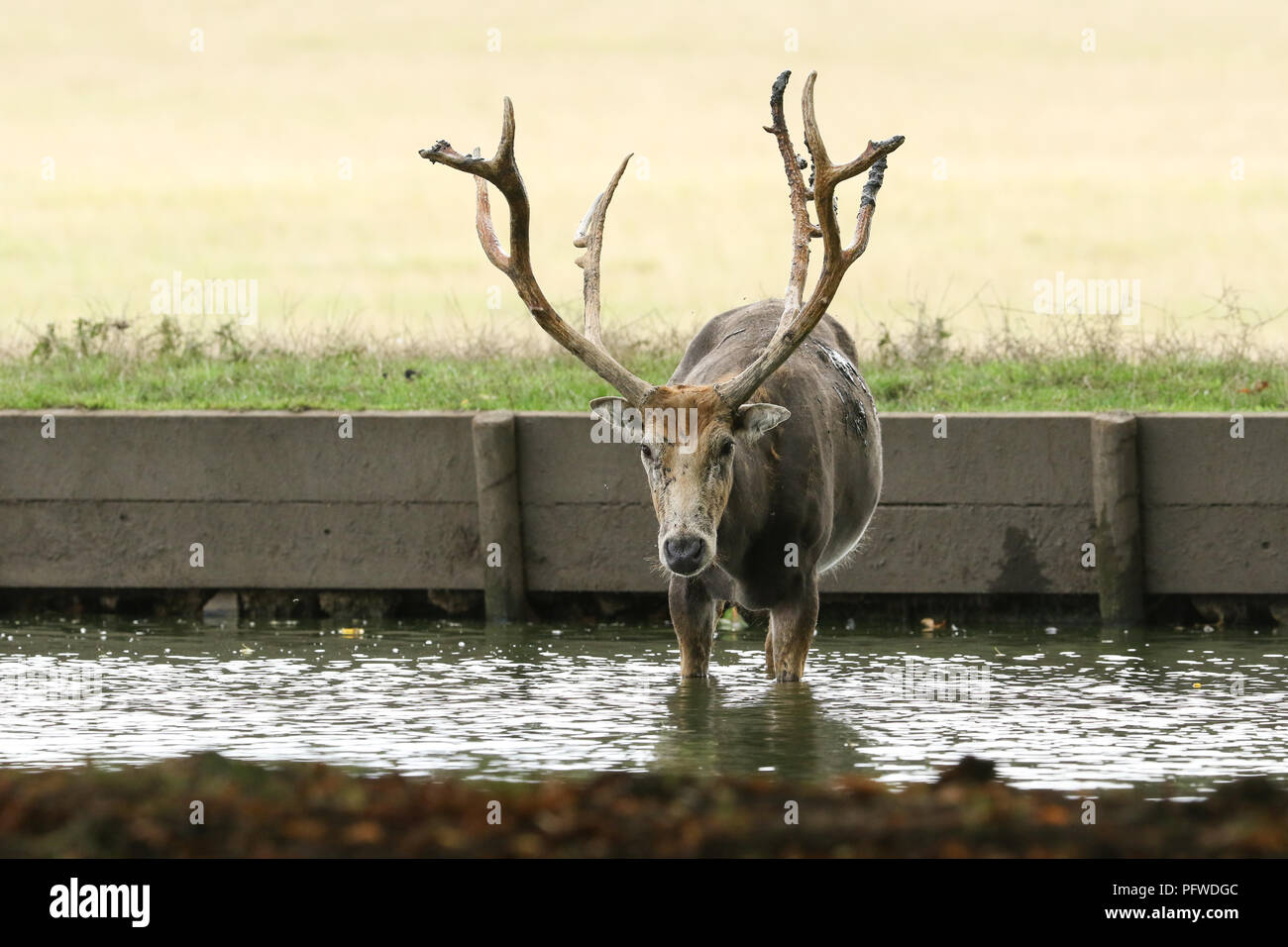 A stunning stag Milu Deer (also known as Pére David's Deer) (Elaphurus ...