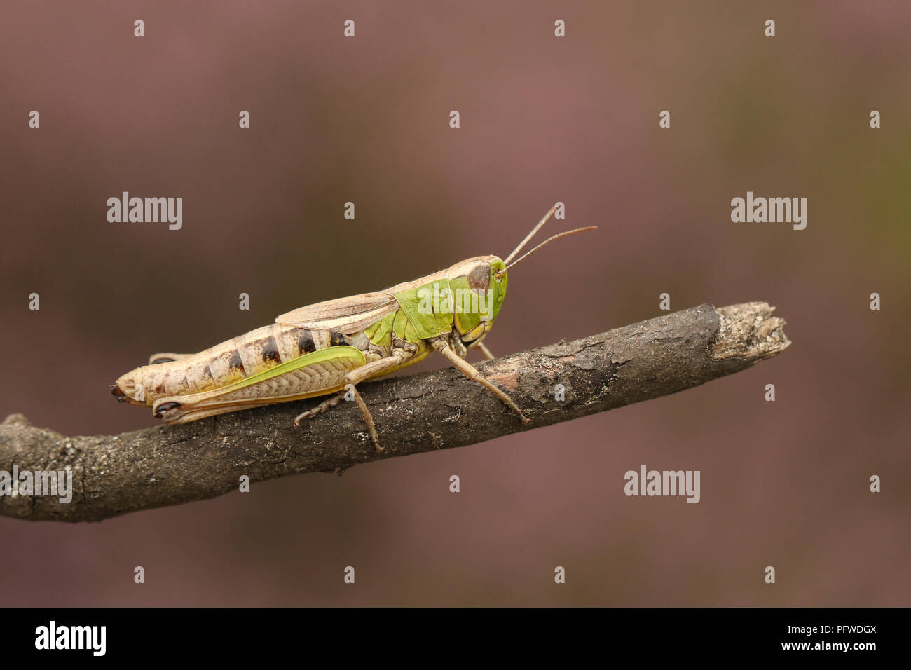 A pretty Meadow Grasshopper (Chorthippus parallelus) perching on a twig ...