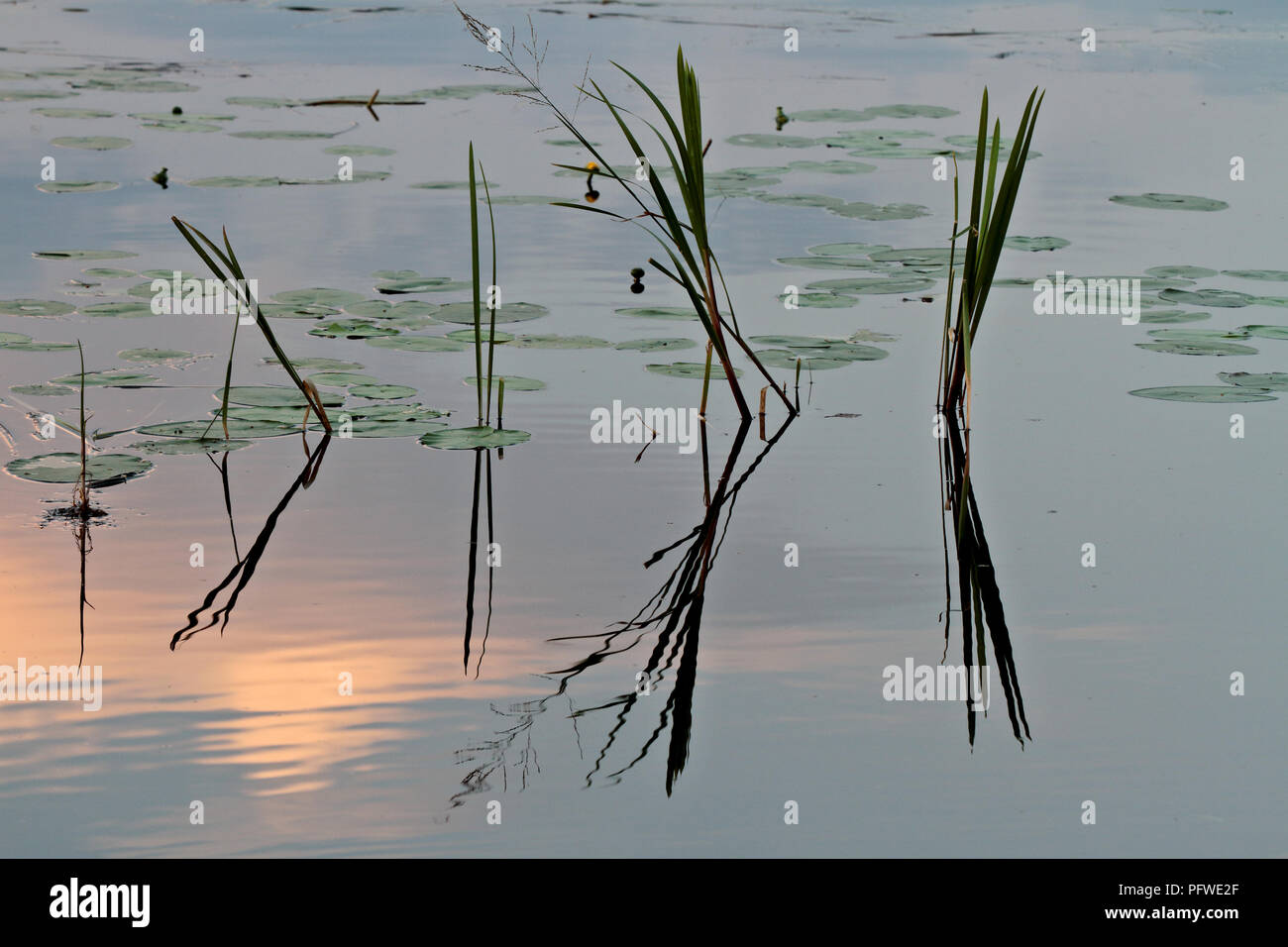 Common reed leaves reflecting on water surface in a summer evening ...