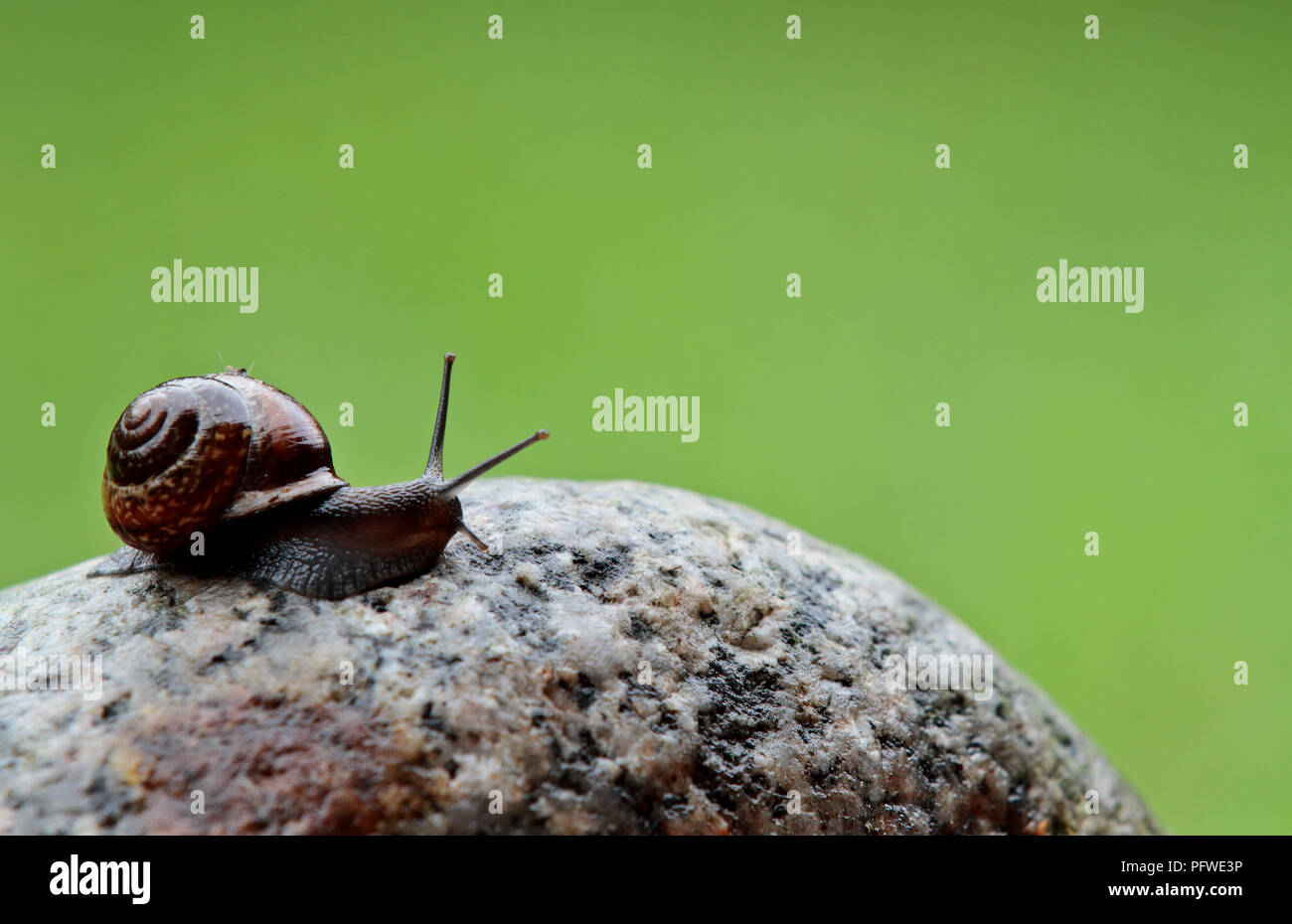 Slug climbing slowly on a stone Stock Photo - Alamy