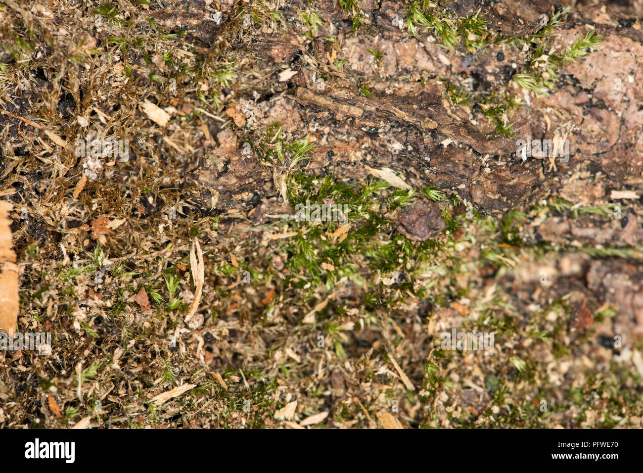 True moss color background hi-res stock photography and images - Alamy