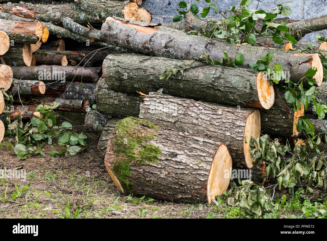 huge tree trunks cut into pieces Stock Photo - Alamy