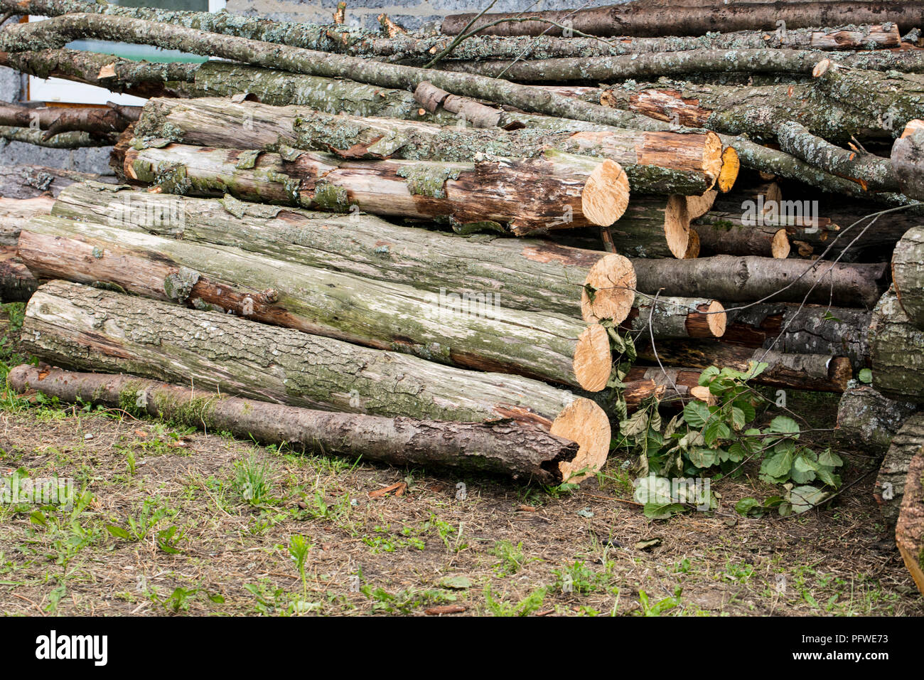 huge tree trunks Stock Photo - Alamy