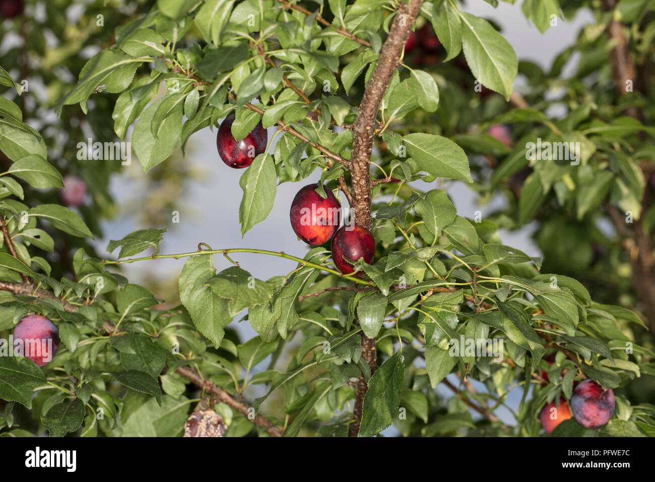 beautiful and juicy plums on the tree Stock Photo - Alamy