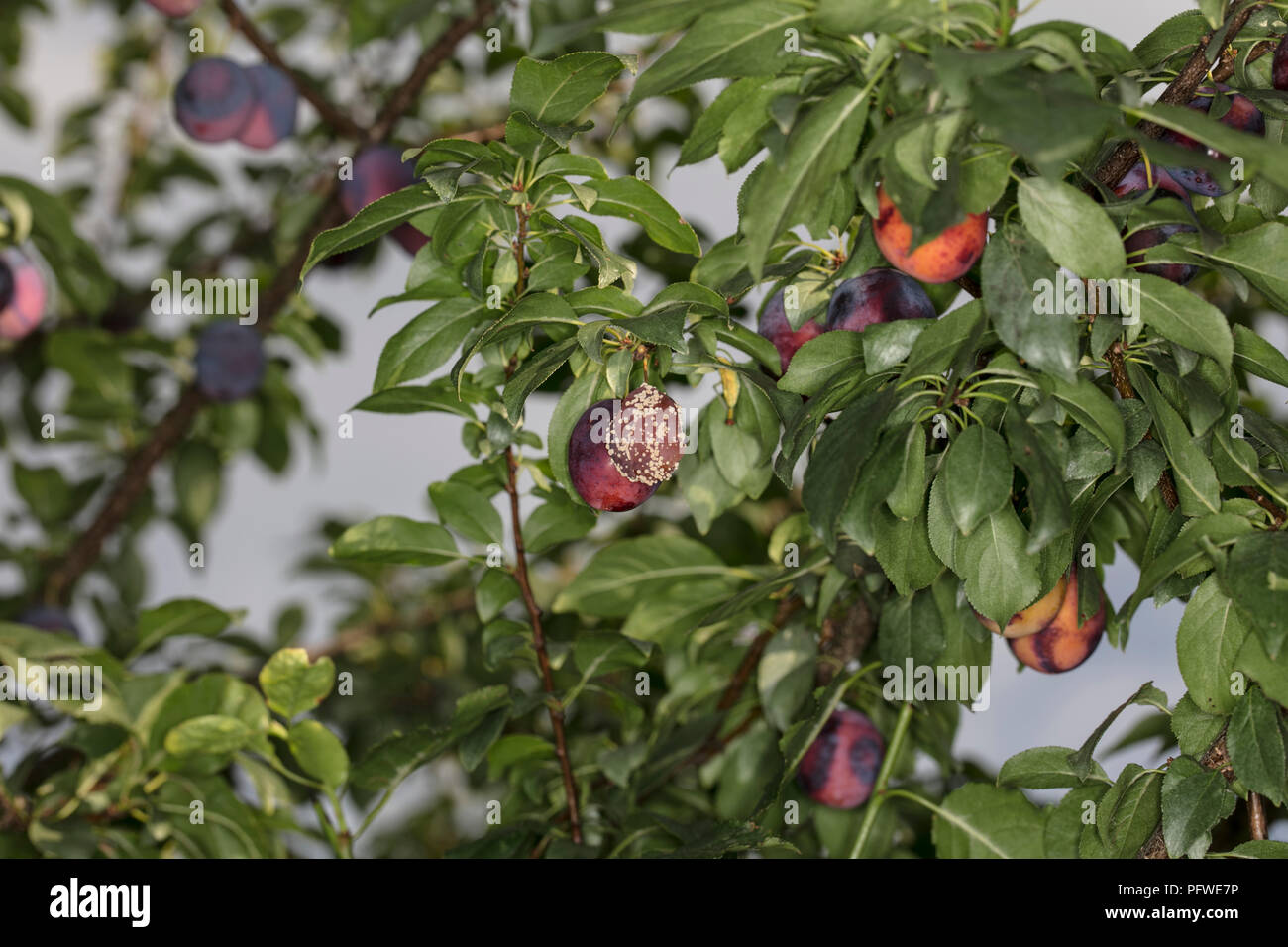rotten plum grows on the tree Stock Photo - Alamy