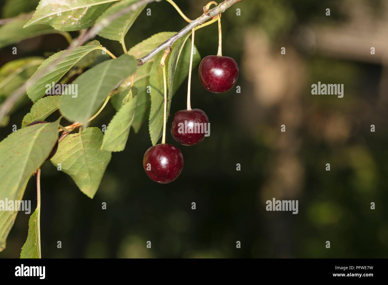 Cherry tree seeds closeup hi-res stock photography and images - Alamy