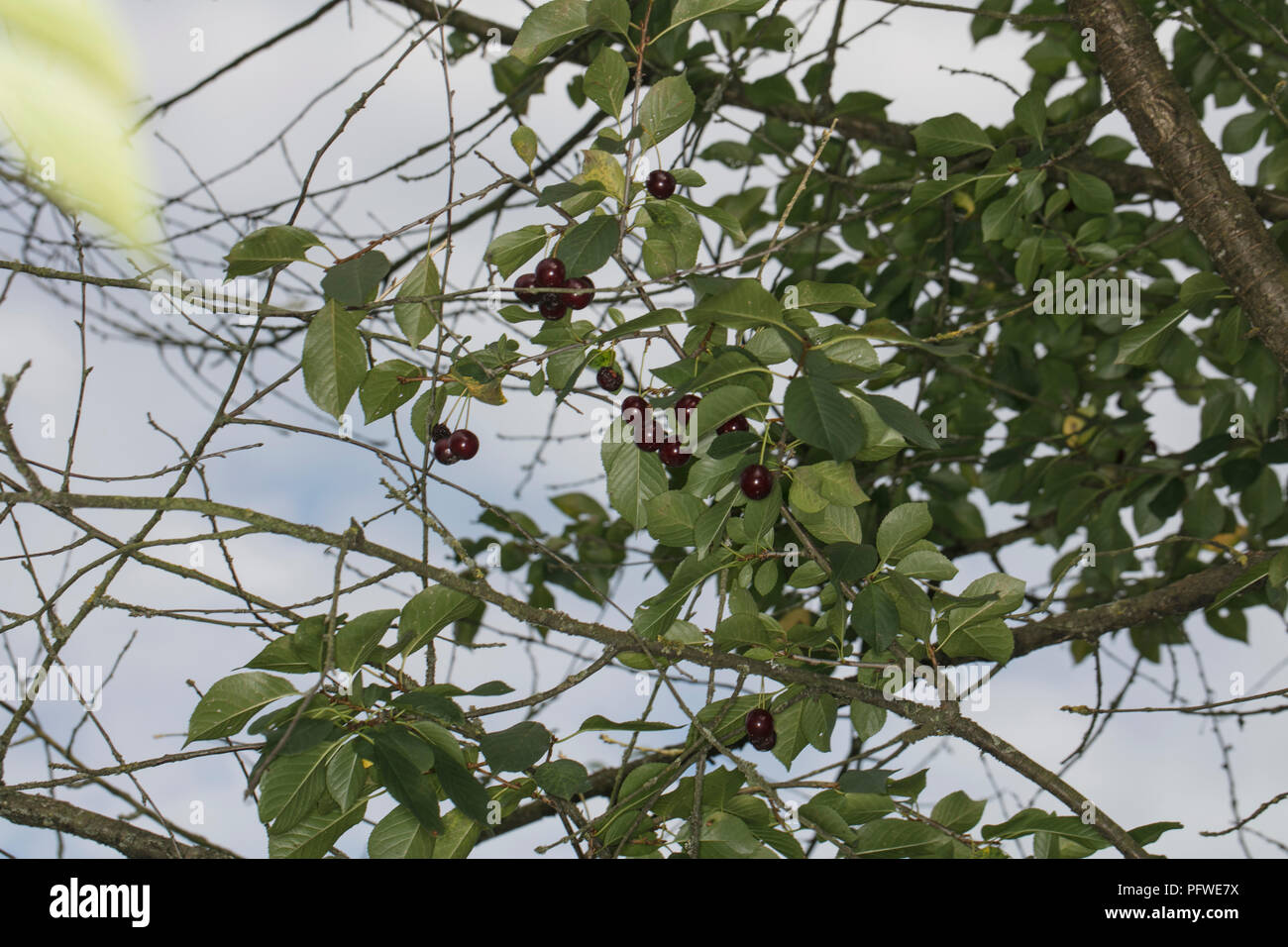 tree overgrown with cherries Stock Photo - Alamy