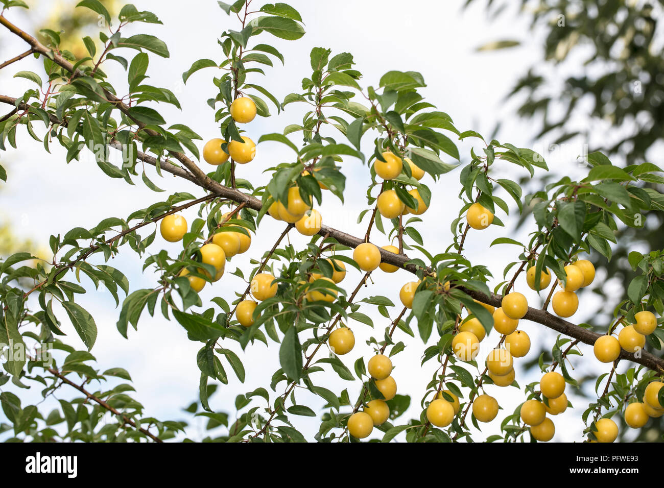 Mirabelle fruit grow on the tree, sweet fruit Stock Photo - Alamy