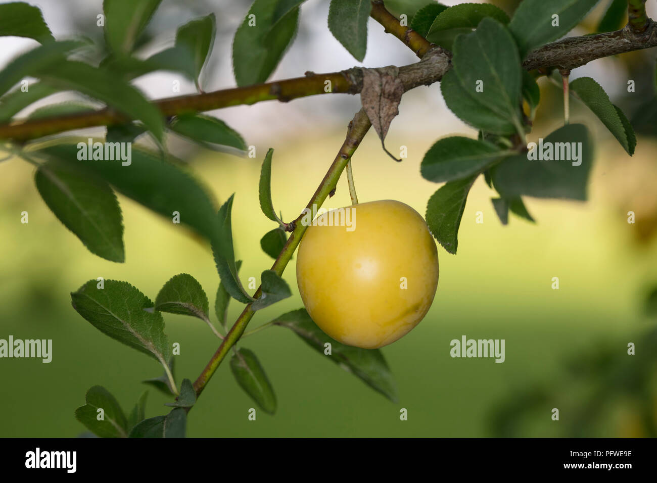 beautiful mirabelle on a branch, a juicy fruit Stock Photo - Alamy
