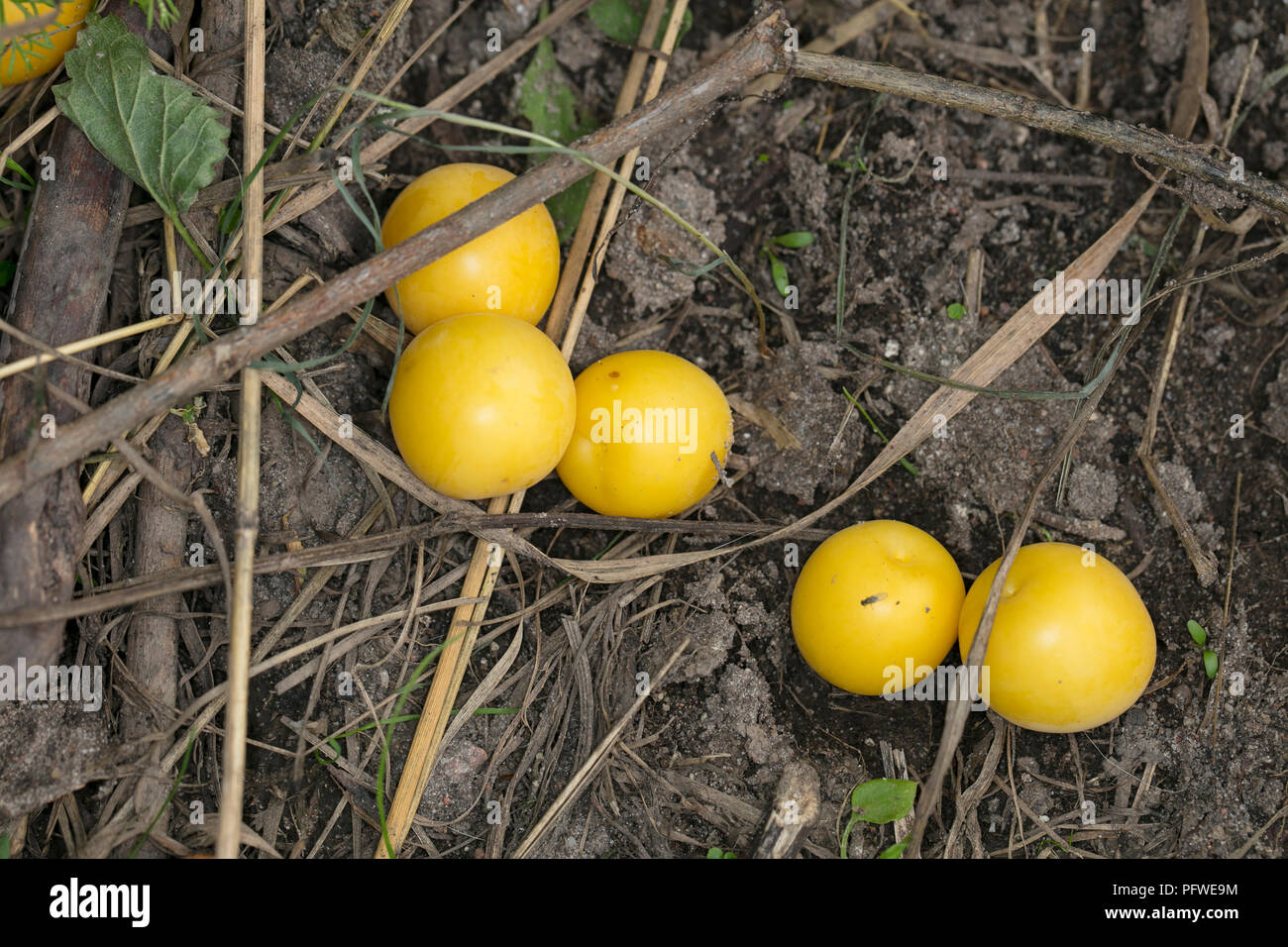 Mirabelle fruit is on the ground Stock Photo - Alamy